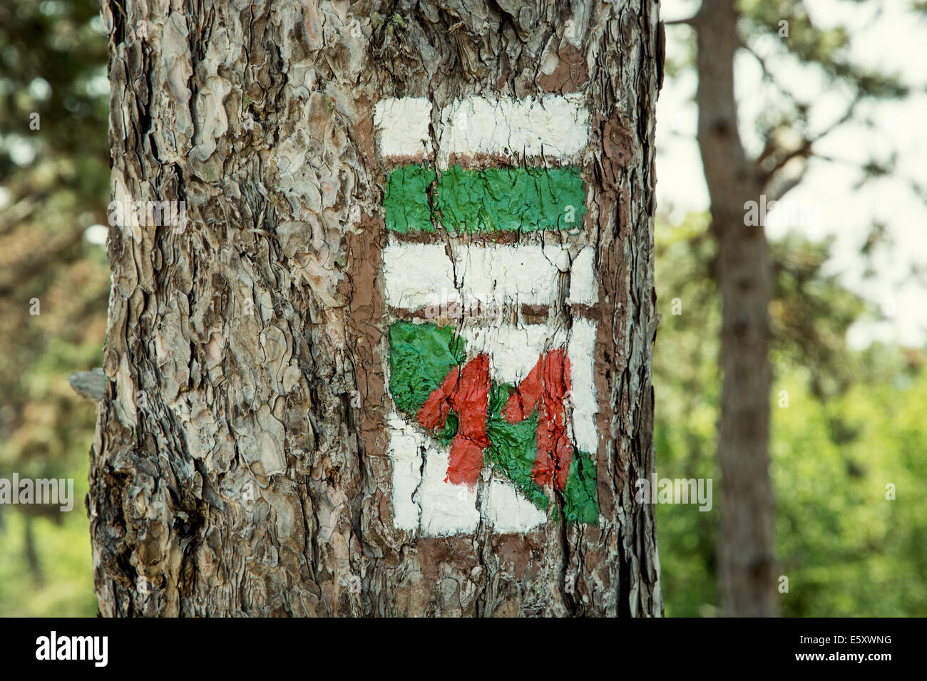 Hiking signs on the coniferous tree Stock Photo - Alamy