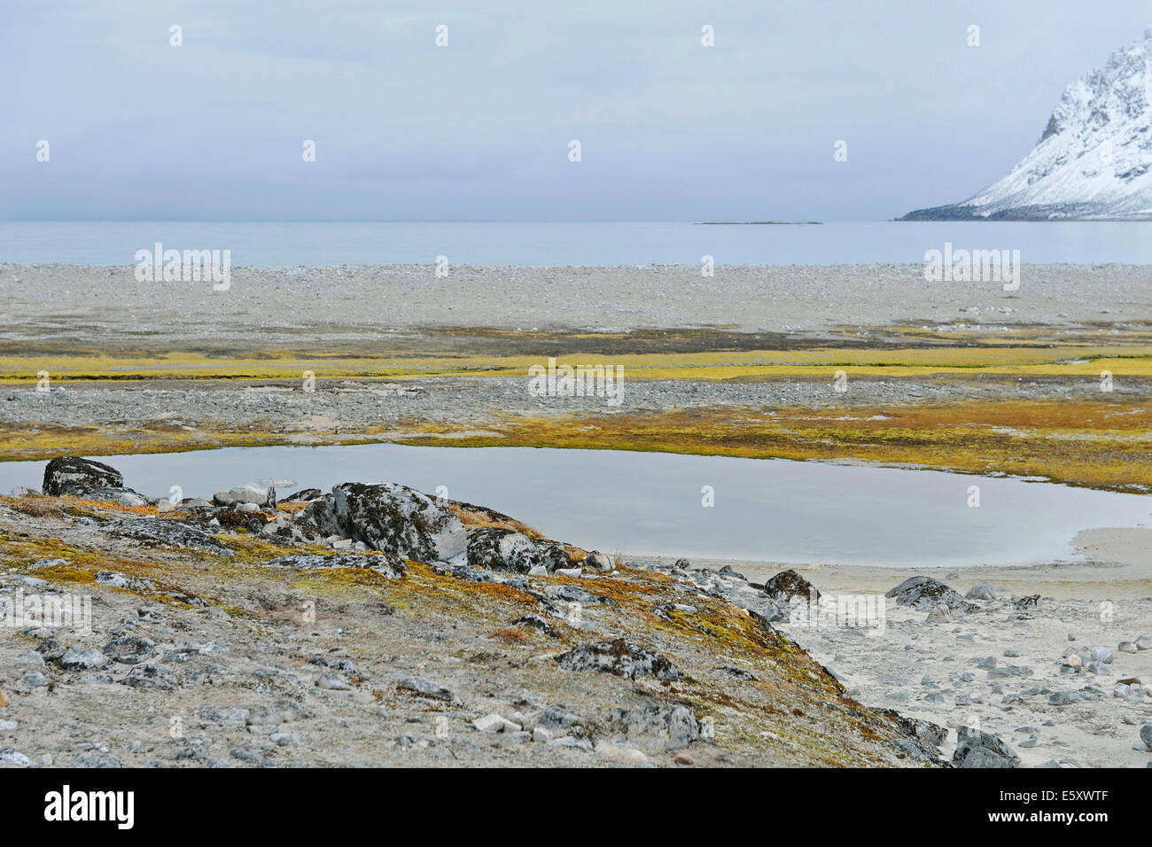 Green lichens and moss in the Magdalenefjord, 22 August 2012 Stock ...