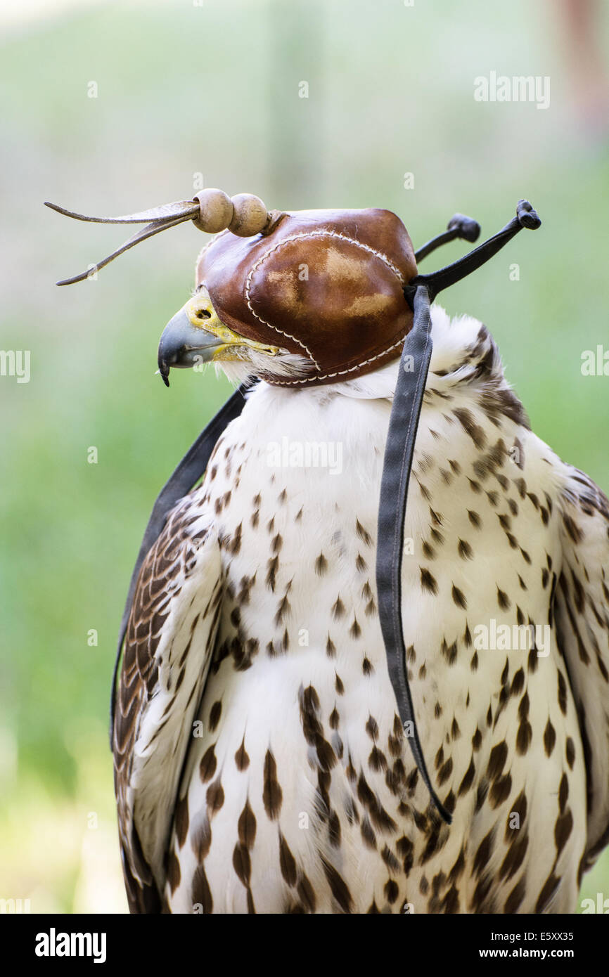 The Lanner falcon (Falco biarmicus) is a large bird of prey that breeds ...