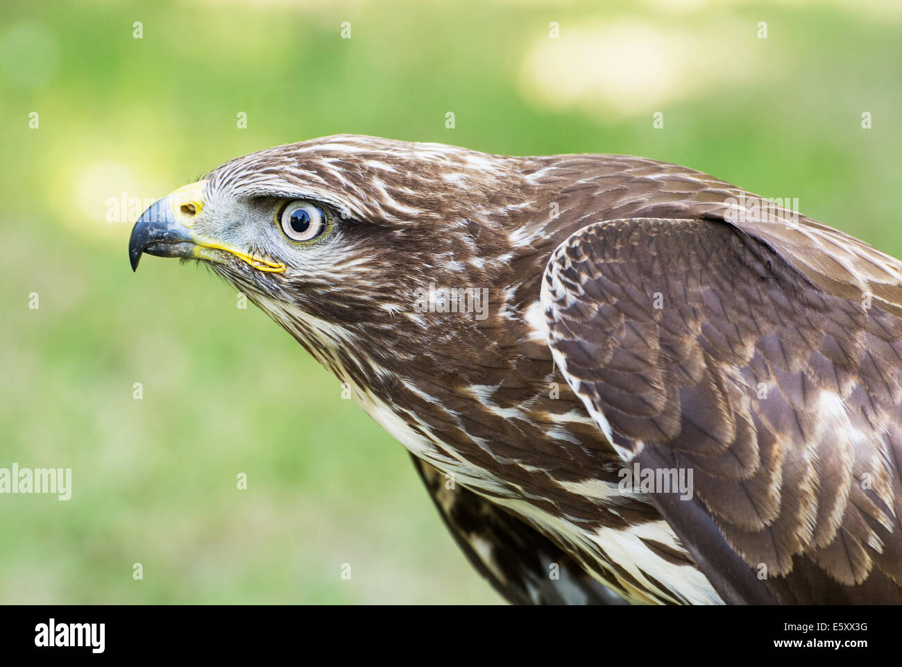 The Golden eagle (Aquila chrysaetos) is one of the best-known birds of ...