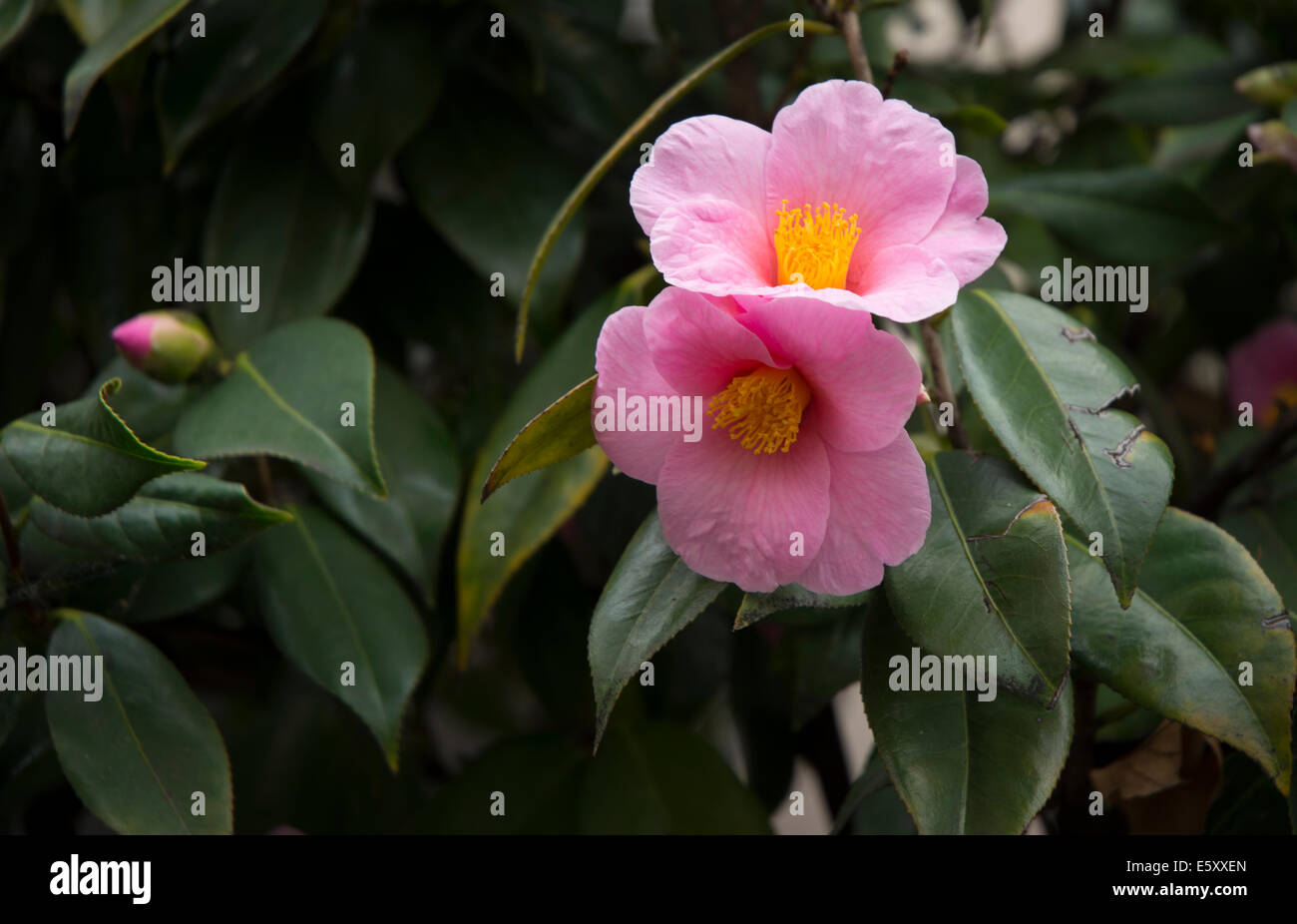 Japanese peony leaves hi-res stock photography and images - Alamy