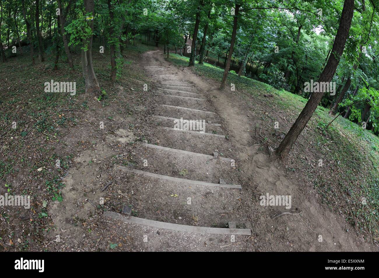 Pathway path woods trees wilderness hi-res stock photography and images - Alamy