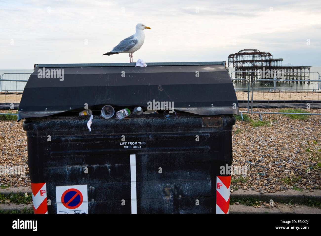 Seagull on rubbish bin near West Pier at Brighton East Sussex England ...