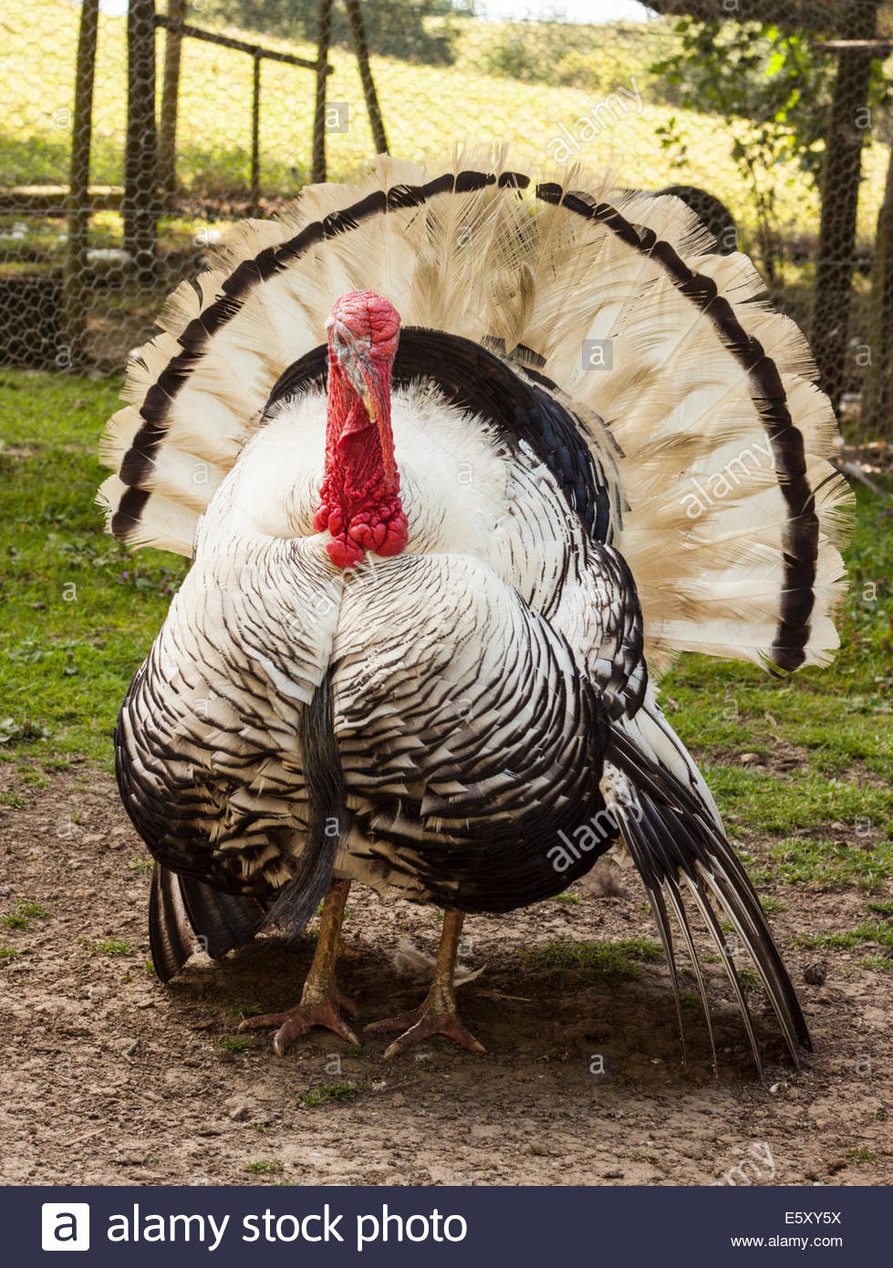 Turkey Wattle High Resolution Stock Photography and Images - Alamy