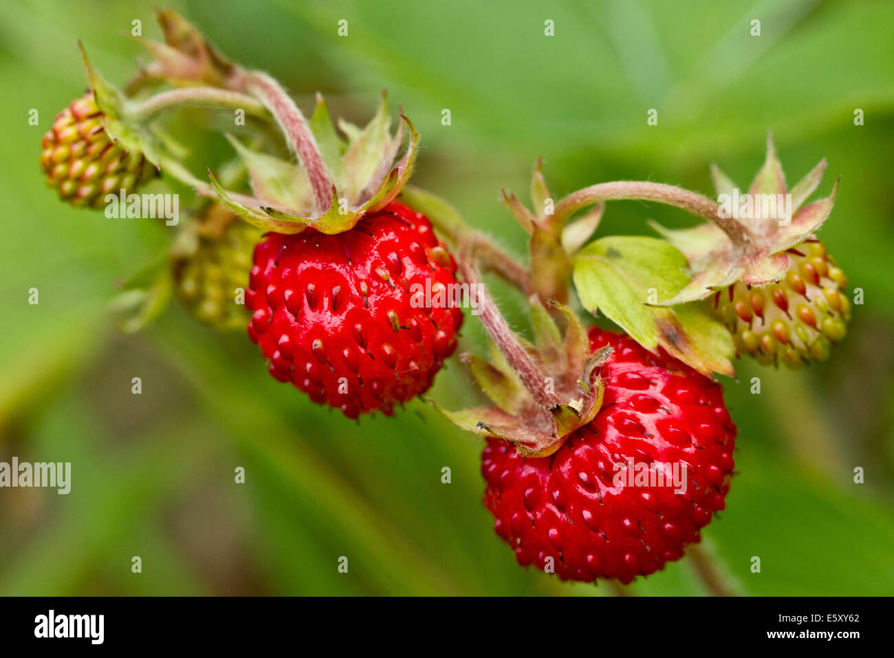 Close-up of wild strawberry against green background Stock Photo - Alamy