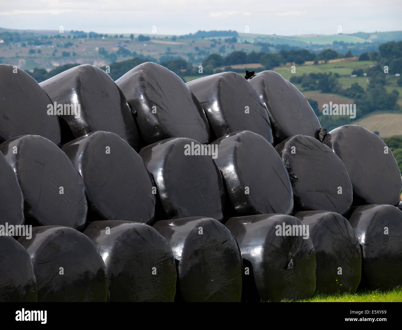black plastic hay bales Stock Photo - Alamy