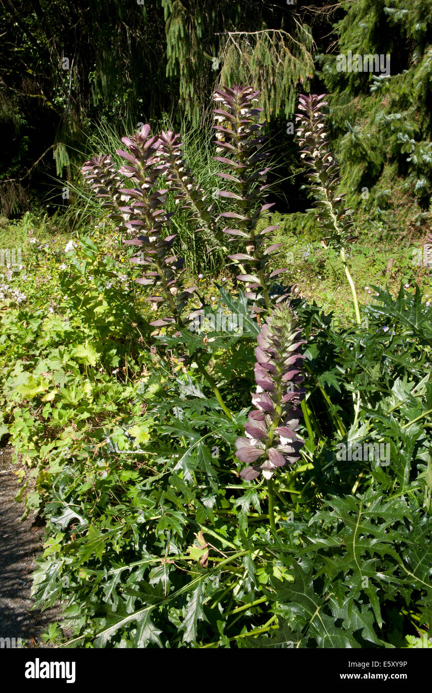 Acanthus Mollis or Bears Breeches at The Garden House Buckland ...