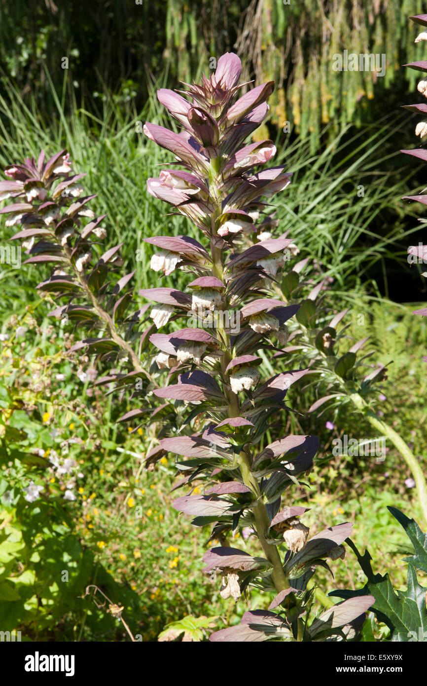 Acanthus Mollis or Bears Breeches at The Garden House Buckland ...