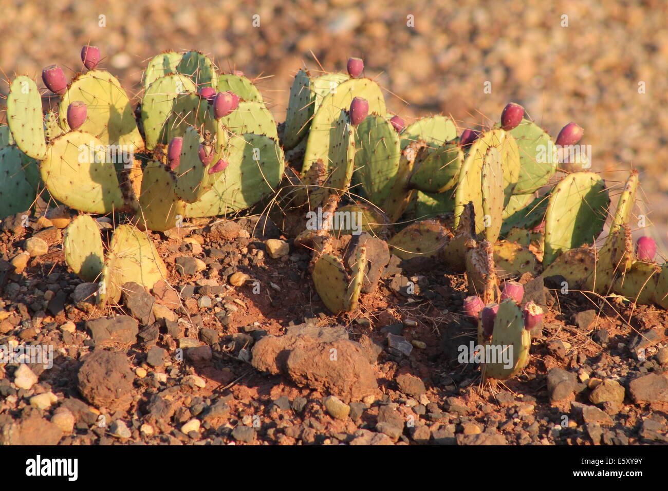 Cactus texas hi-res stock photography and images - Alamy