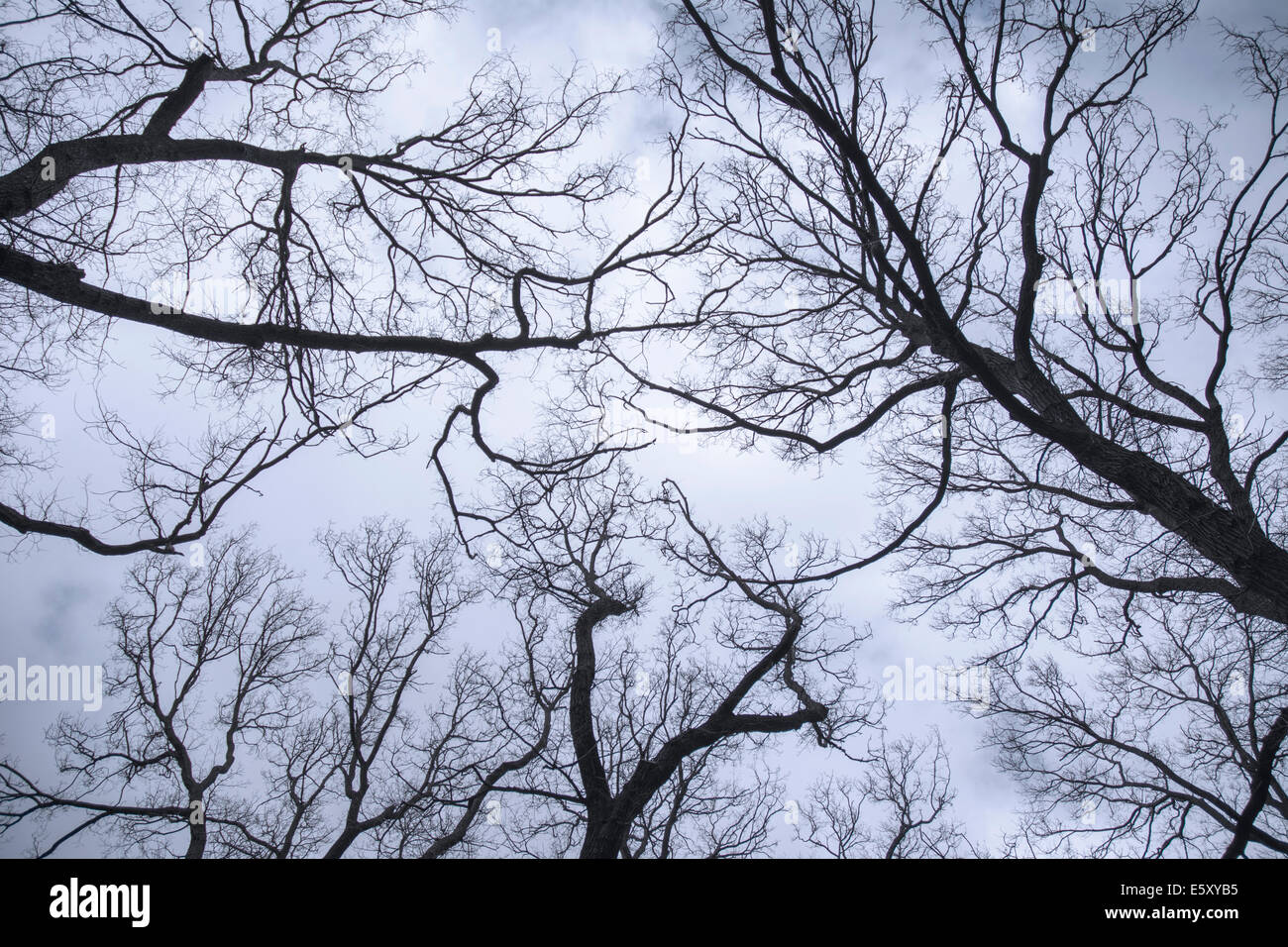 Deciduous tree branches hi-res stock photography and images - Alamy