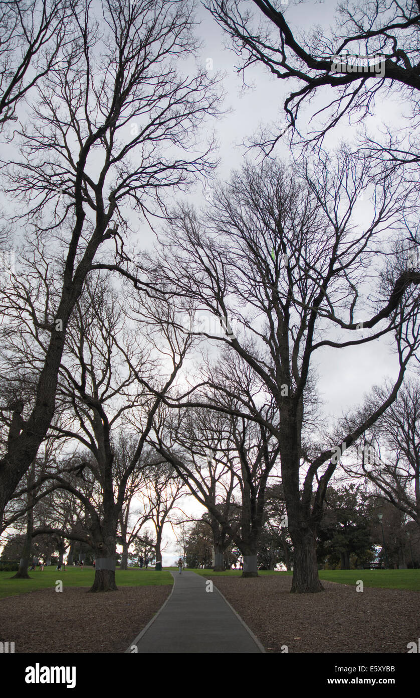 Winter Tree Branches Park Path Stock Photo - Alamy