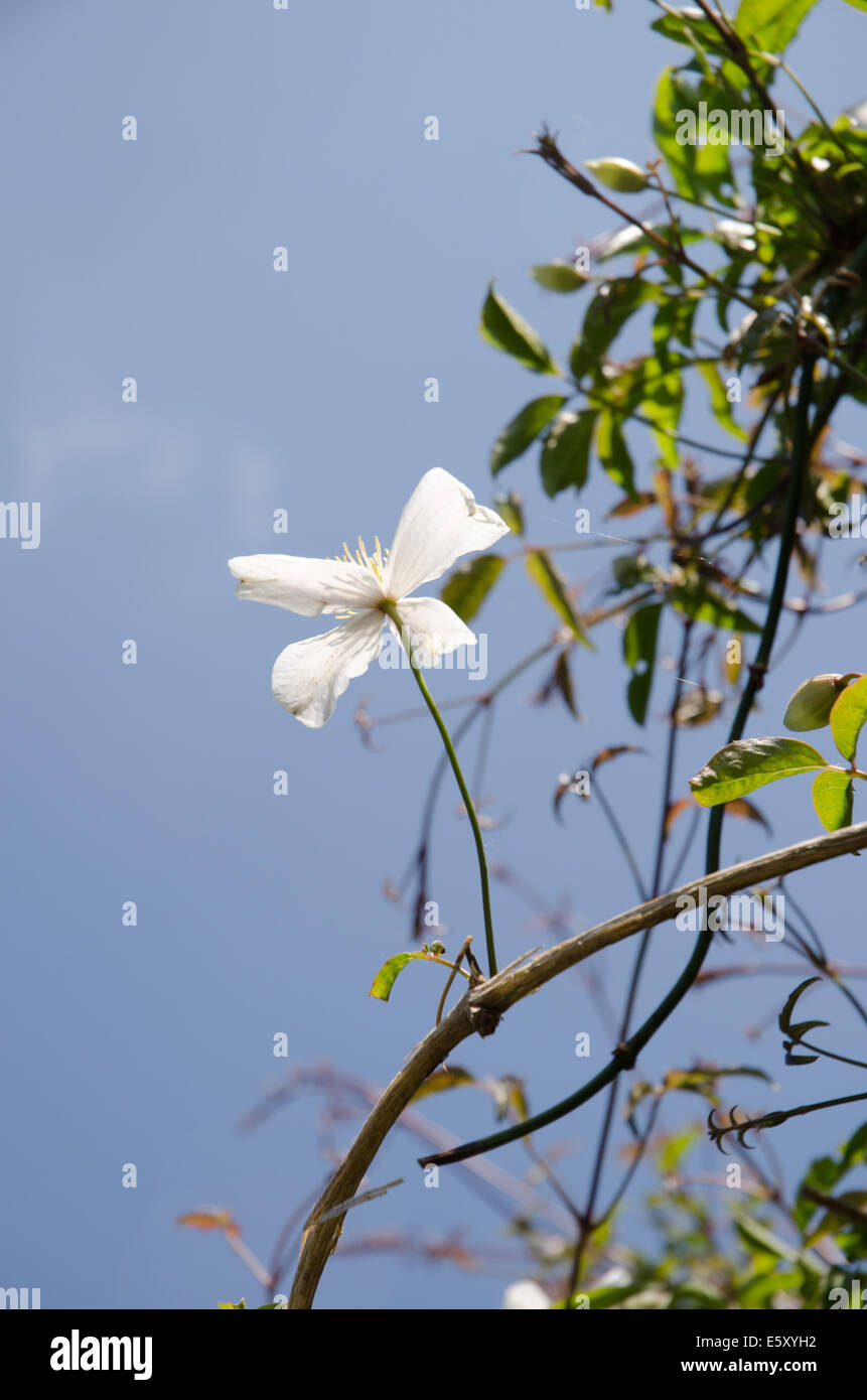 White clematis hi-res stock photography and images - Alamy