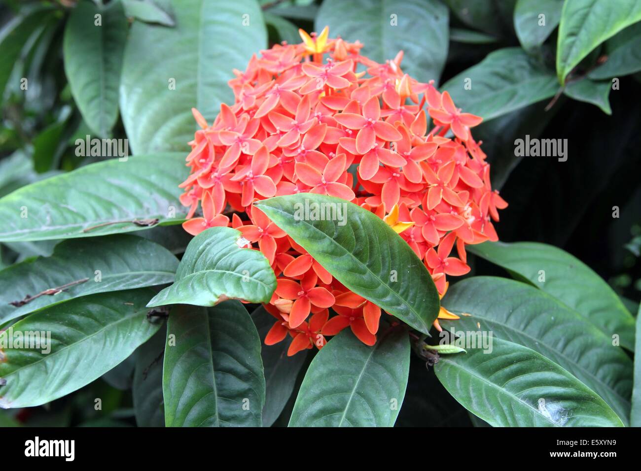 ixora flowers / Rangan flower of Southern Asia Stock Photo - Alamy