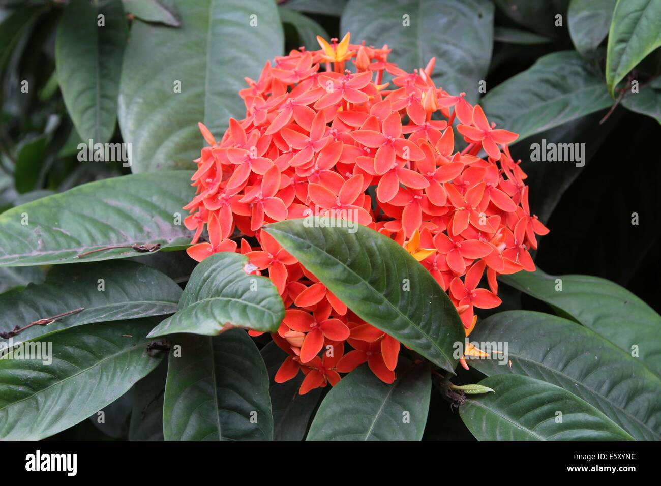 ixora flowers / Rangan flower of Southern Asia Stock Photo - Alamy