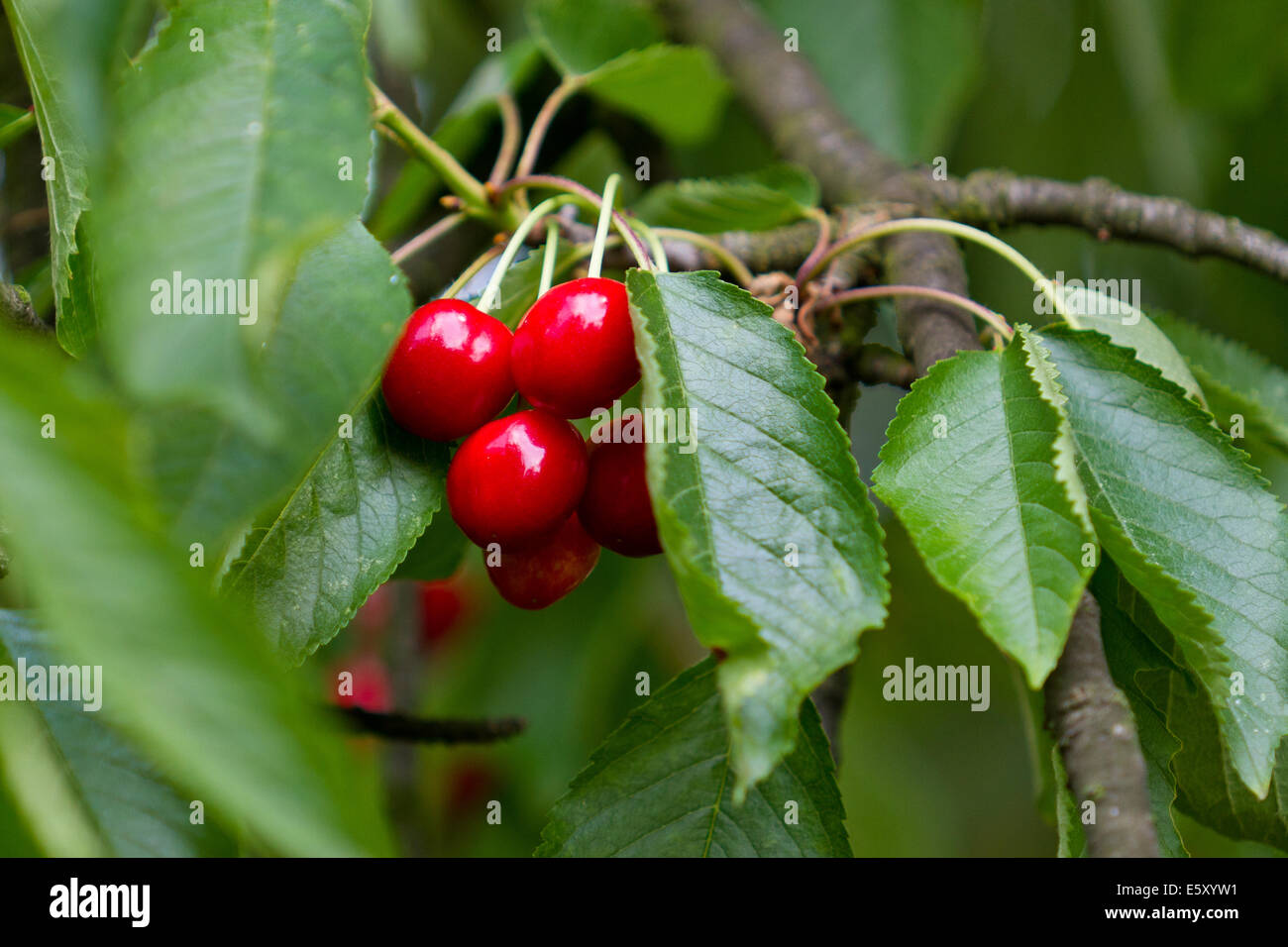Fruit tree without fruits hi-res stock photography and images - Alamy
