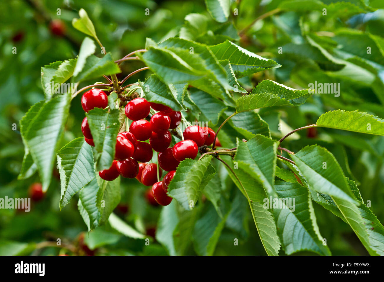 tree,Trees,fresh,freshness,agriculture,agricultural,farm,farming,farms ...