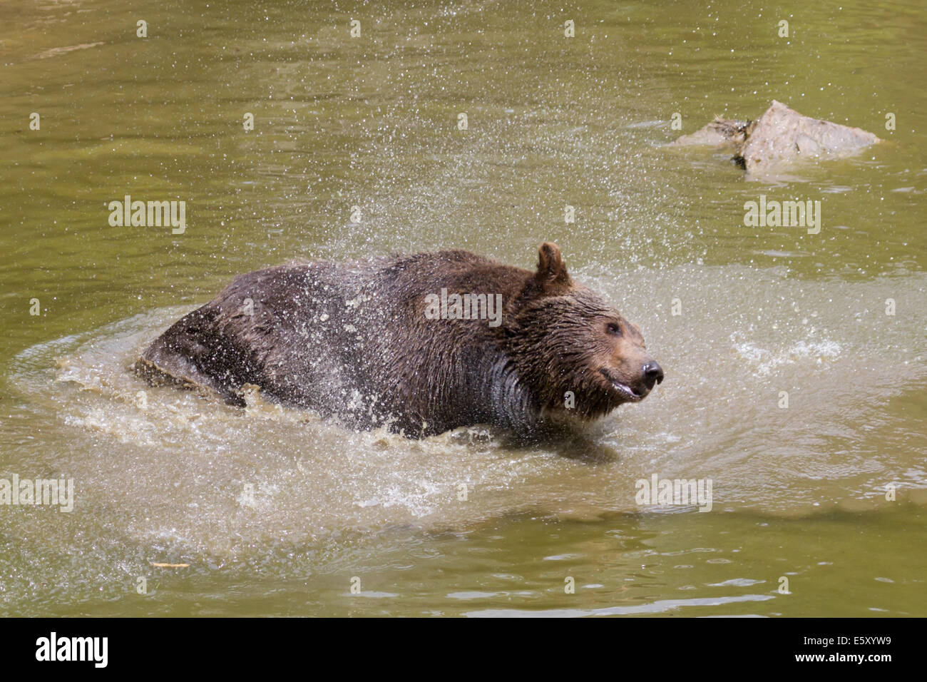 Brown bear shaking off water hi-res stock photography and images - Alamy