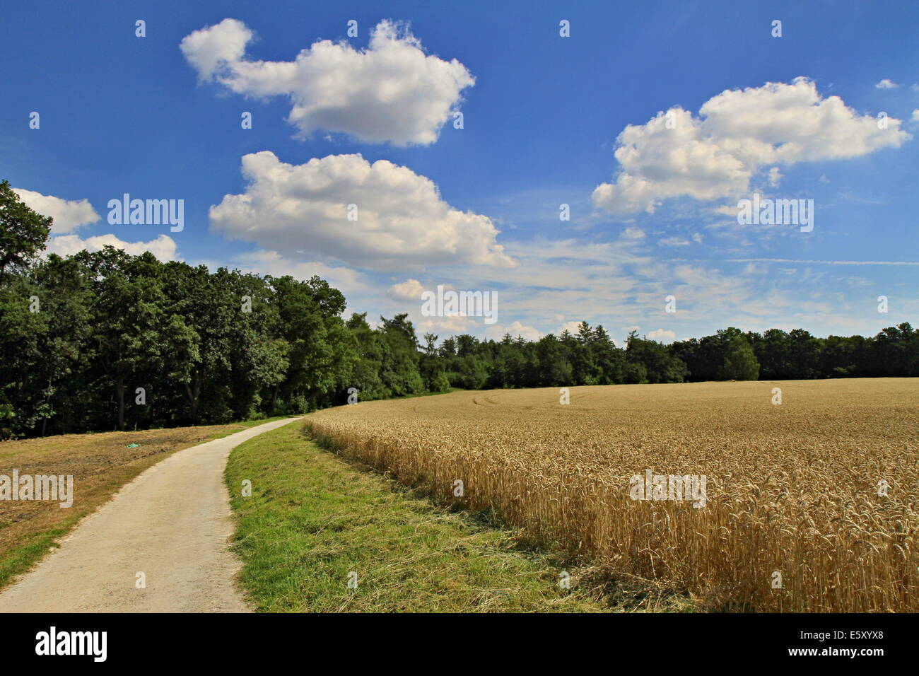 corn,grain,cereals,seed-corn,area,field,agriculture,farming ...