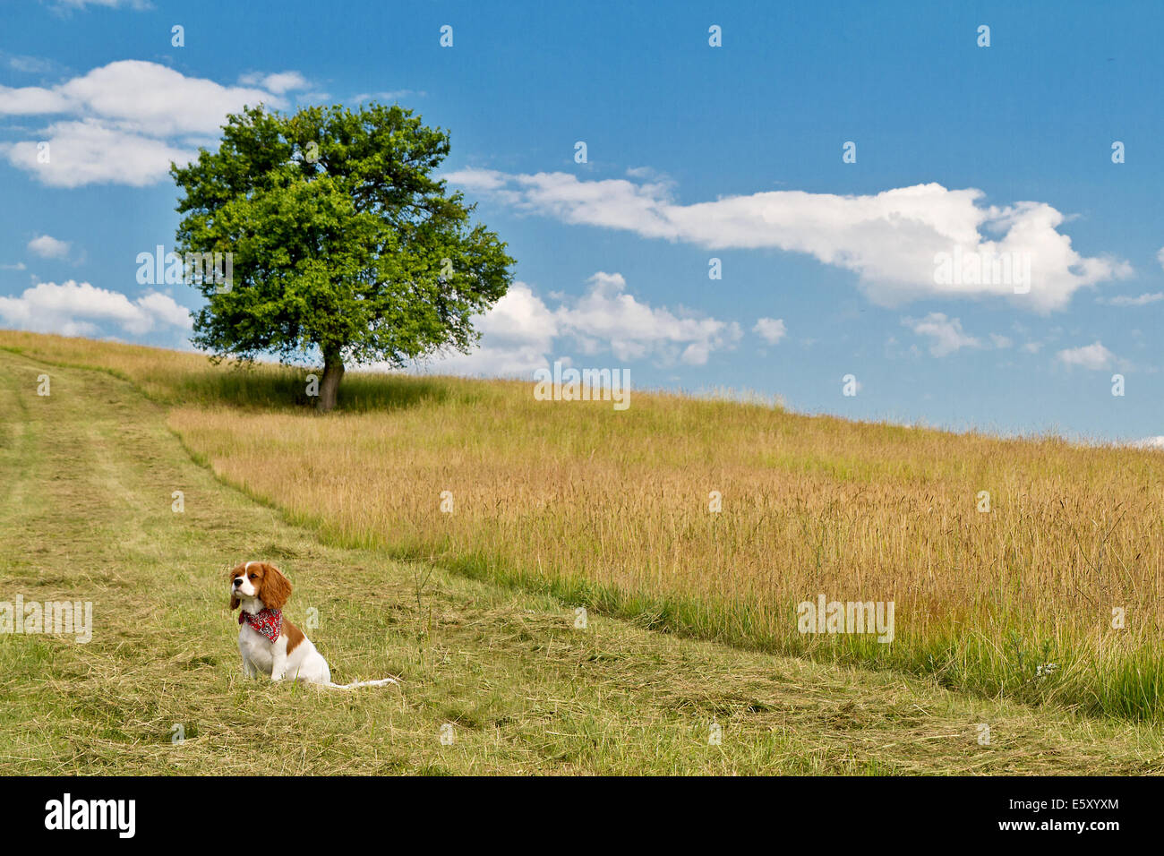 Summer,tree,lonely tree,dog,little dog,field,grass,way,blue sky,sunny ...