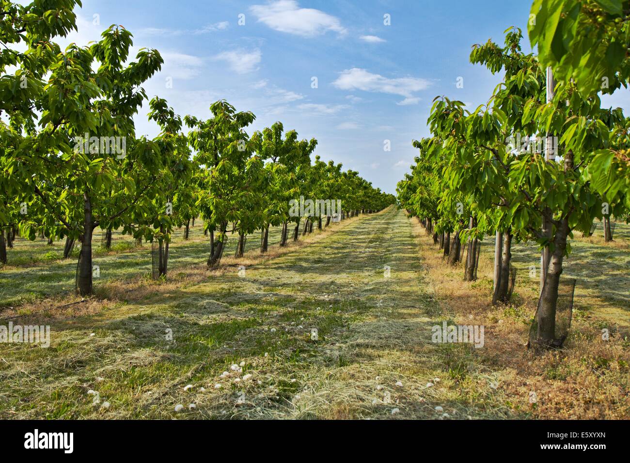 tree,Trees,fresh,freshness,agriculture,agricultural,farm,farming,farms ...