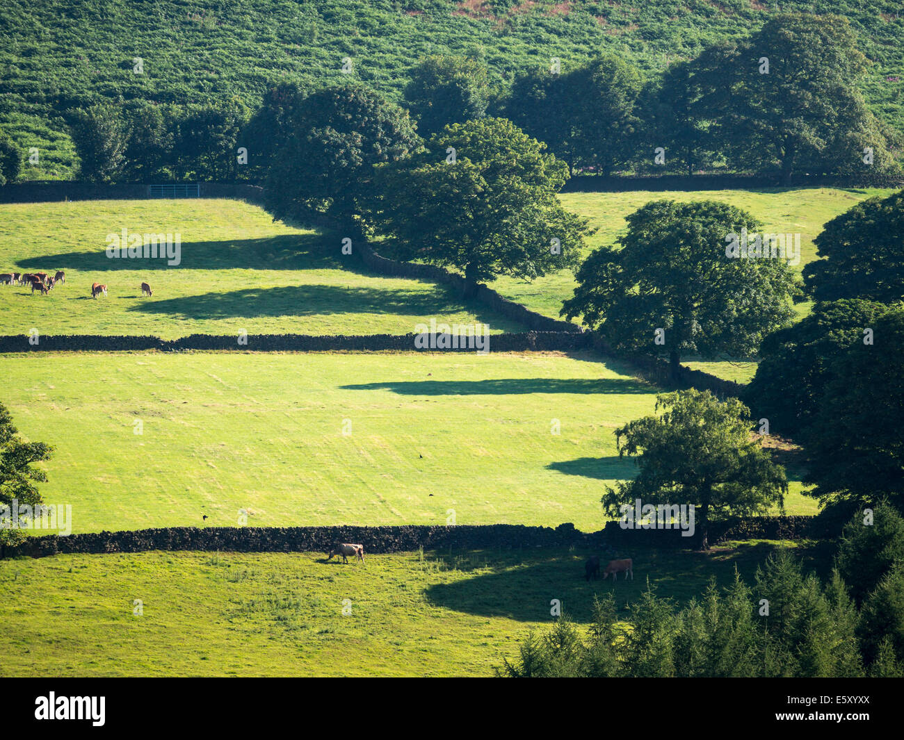 field near matlock in derbyshire uk Stock Photo - Alamy