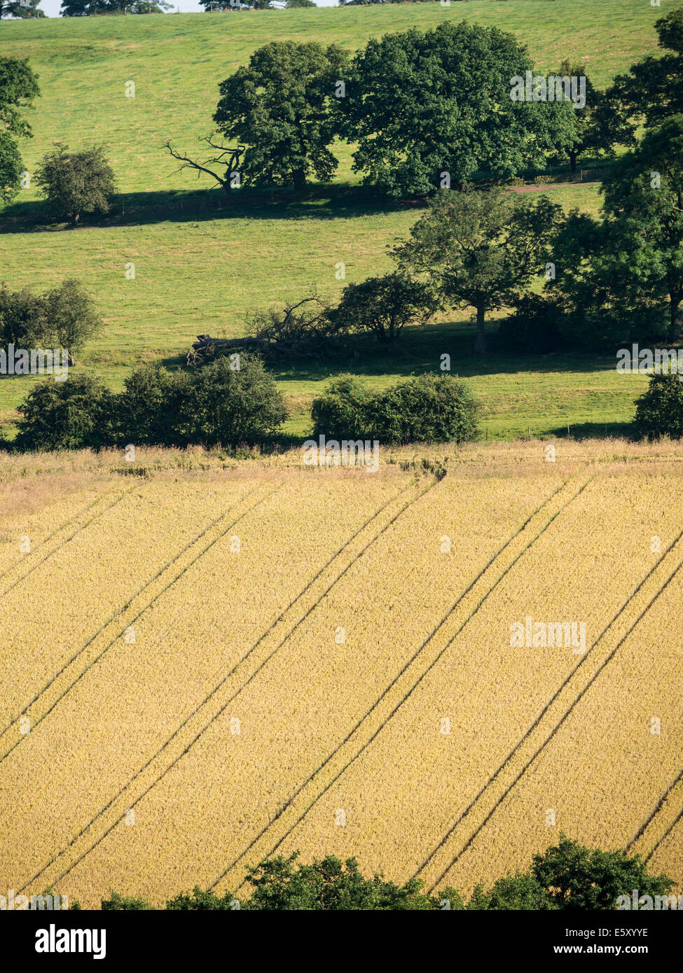 field near matlock in derbyshire uk Stock Photo - Alamy