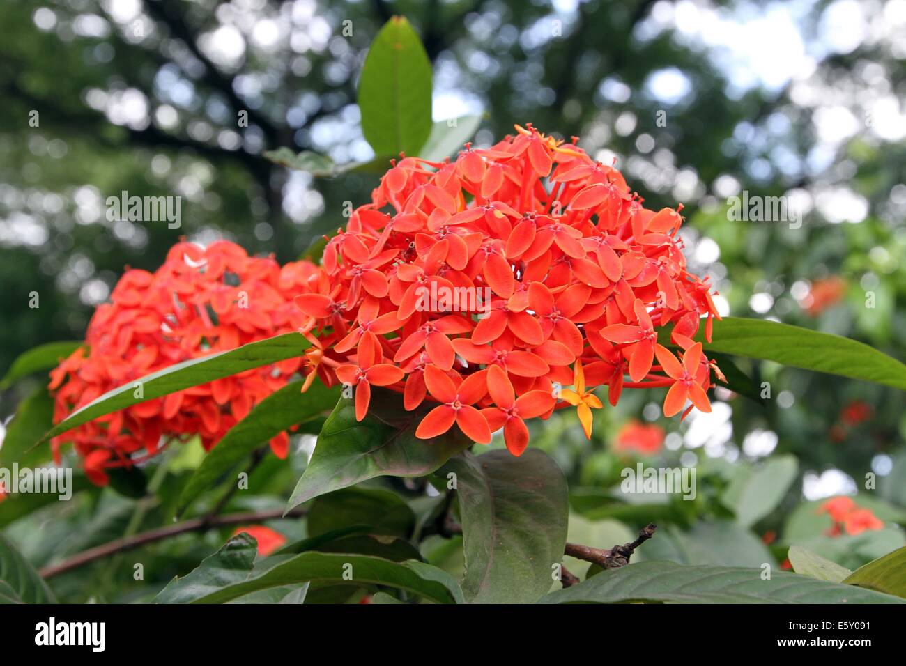 ixora flowers / Rangan flower of Southern Asia Stock Photo - Alamy
