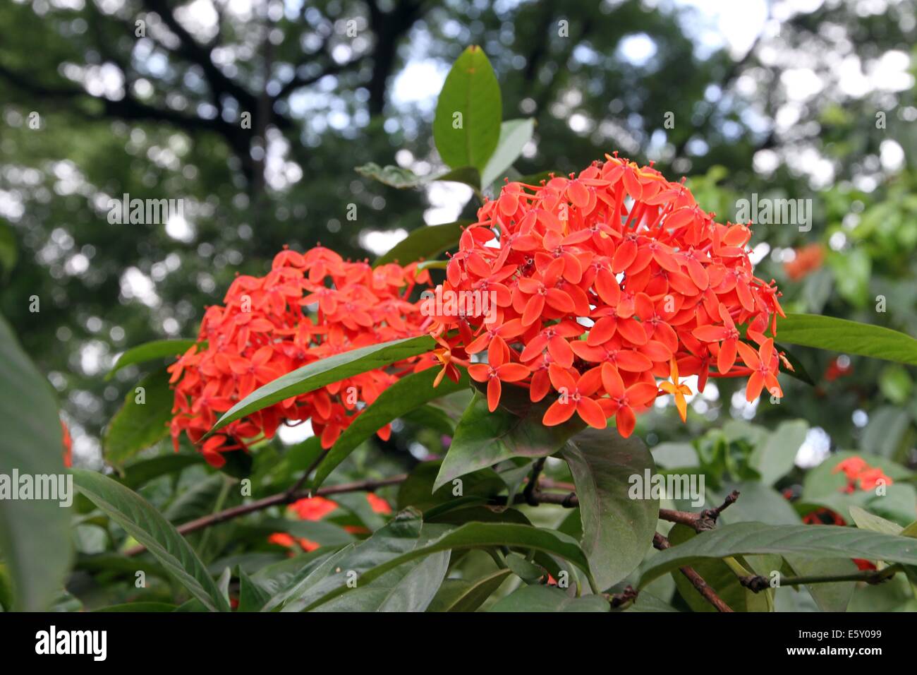 ixora flowers / Rangan flower of Southern Asia Stock Photo - Alamy