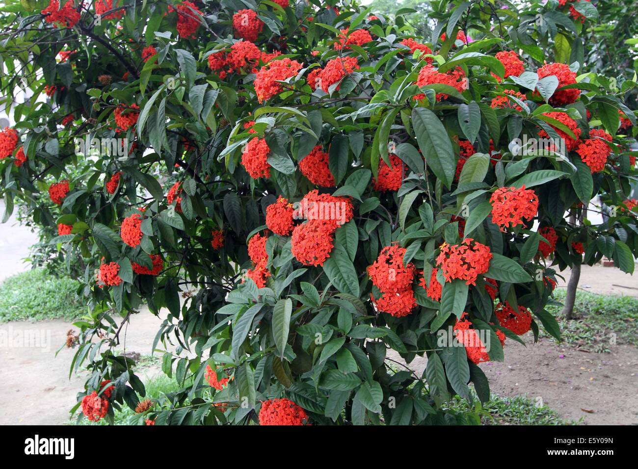 ixora flowers / Rangan flower of Southern Asia Stock Photo - Alamy
