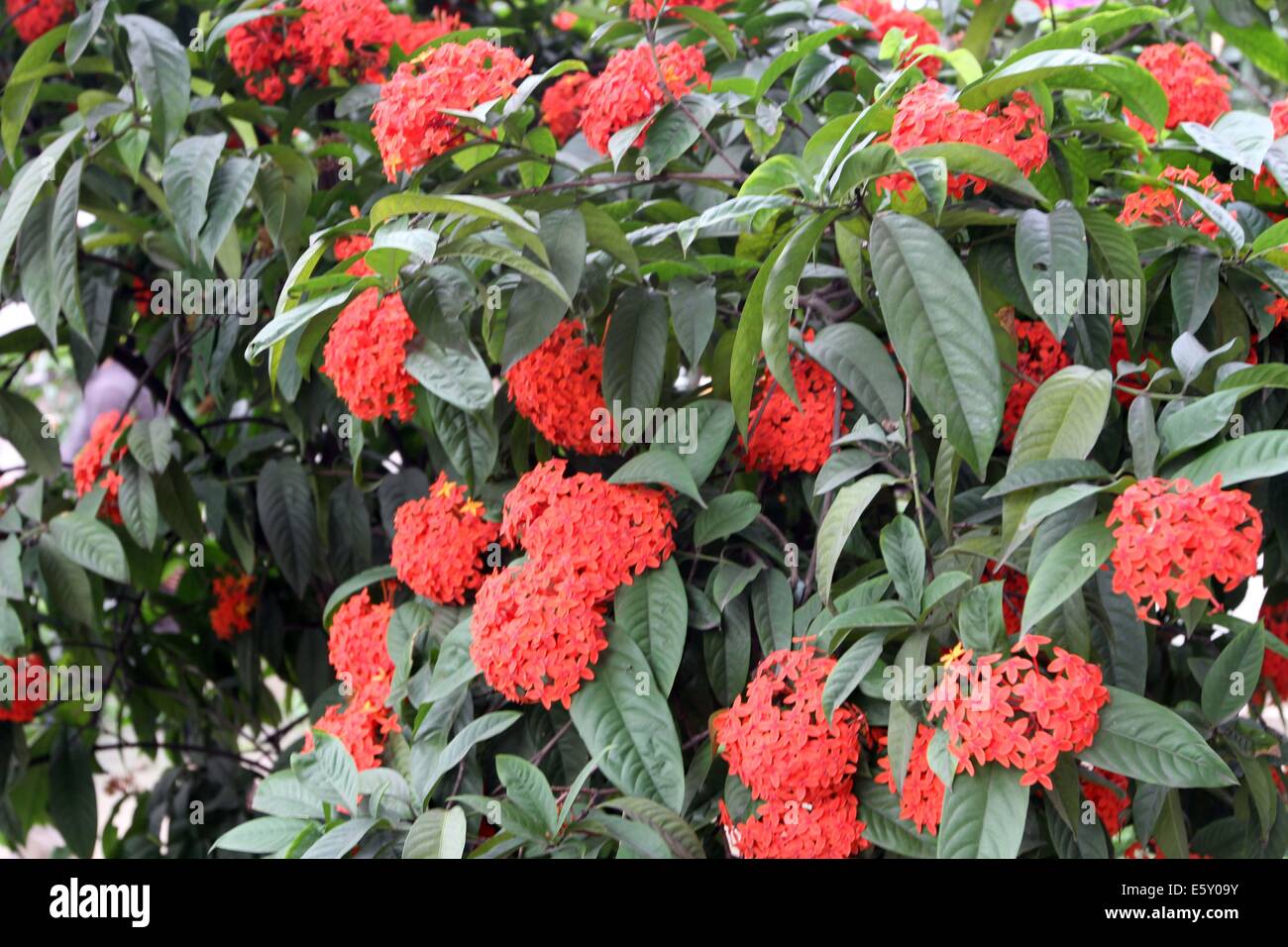ixora flowers / Rangan flower of Southern Asia Stock Photo - Alamy