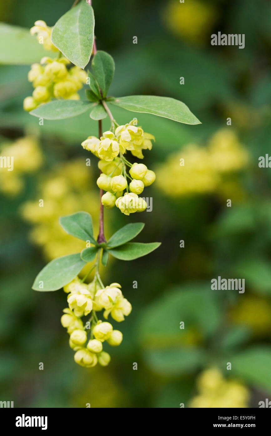 Berberis vulgaris. European barberry flowers Stock Photo - Alamy