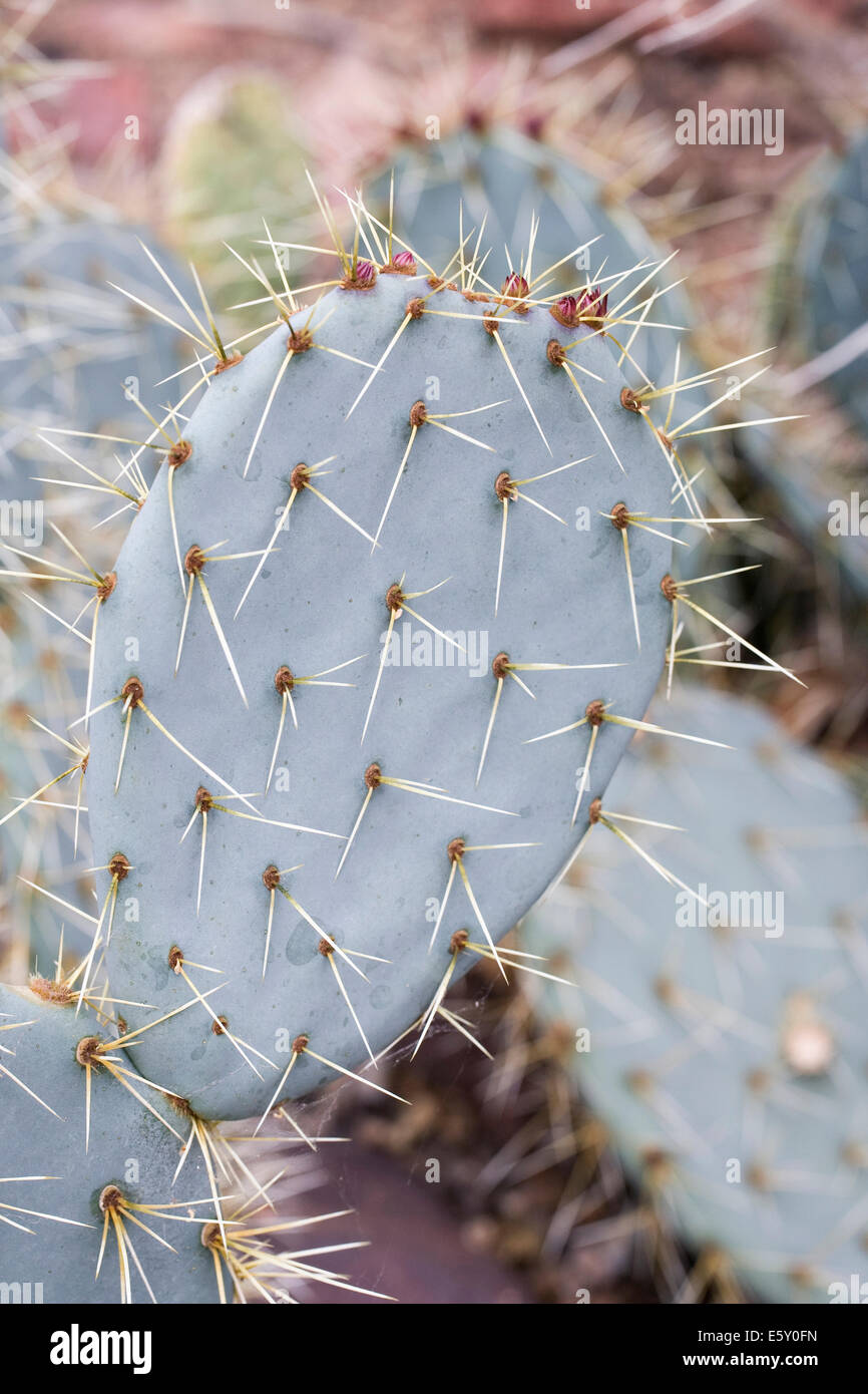 Opuntia Robusta. Wheel Cactus stem section Stock Photo - Alamy