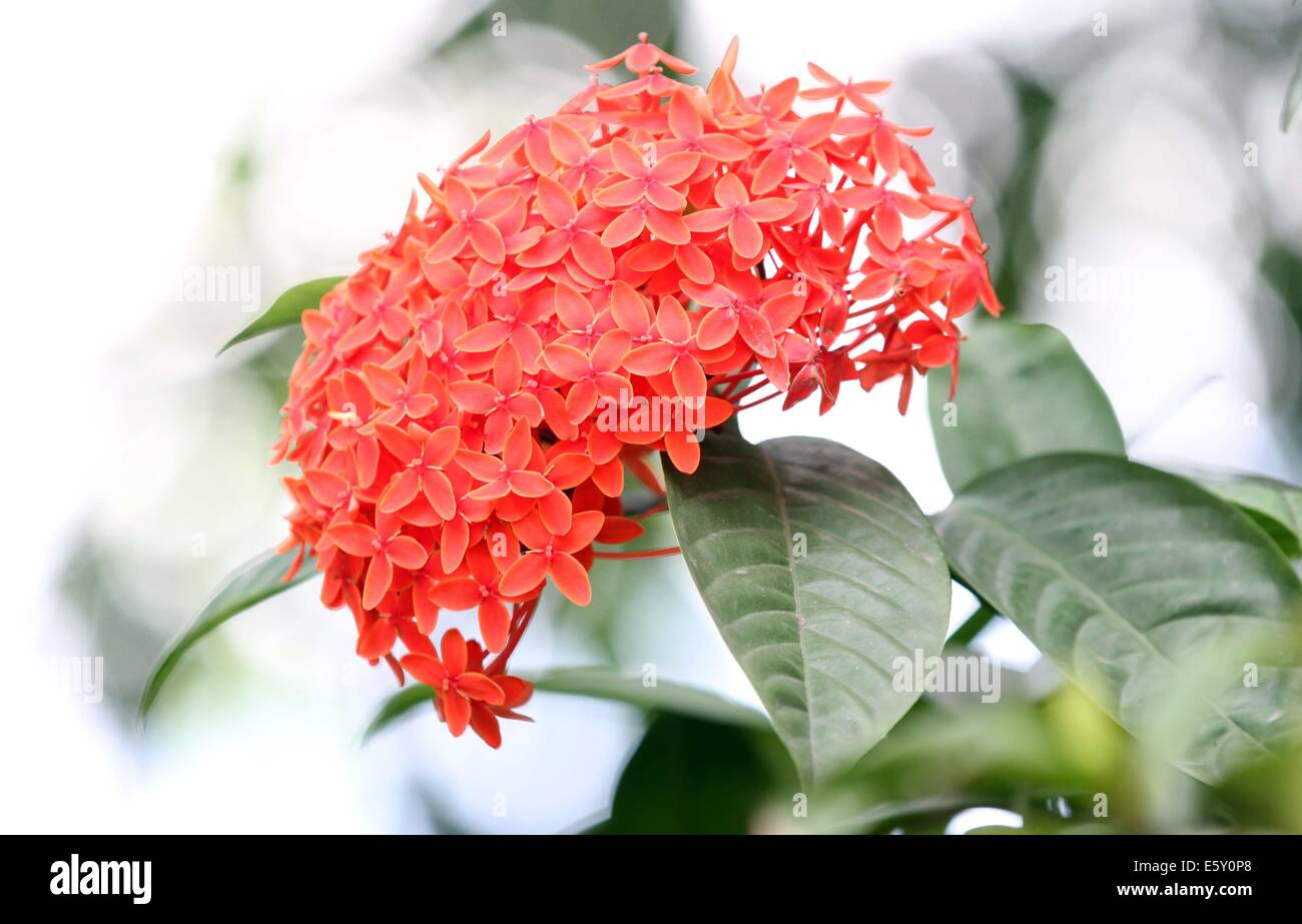 ixora flowers / Rangan flower of Southern Asia Stock Photo - Alamy