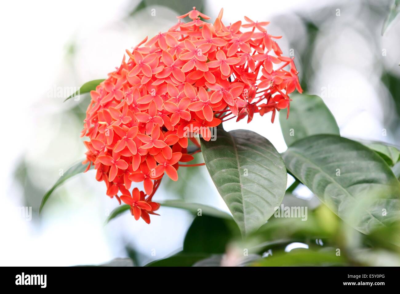 ixora flowers / Rangan flower of Southern Asia Stock Photo - Alamy