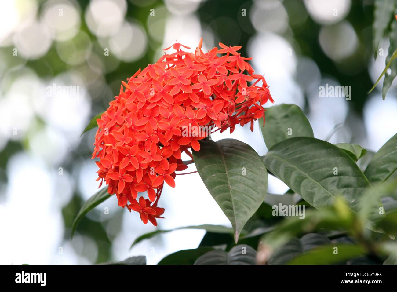 ixora flowers / Rangan flower of Southern Asia Stock Photo - Alamy