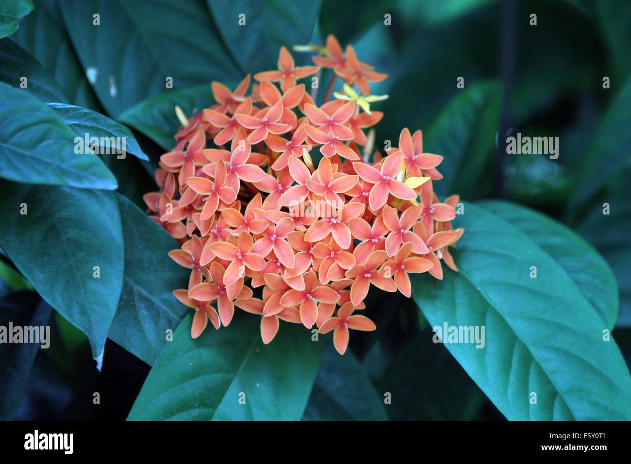 ixora flowers / Rangan flower of Southern Asia Stock Photo - Alamy