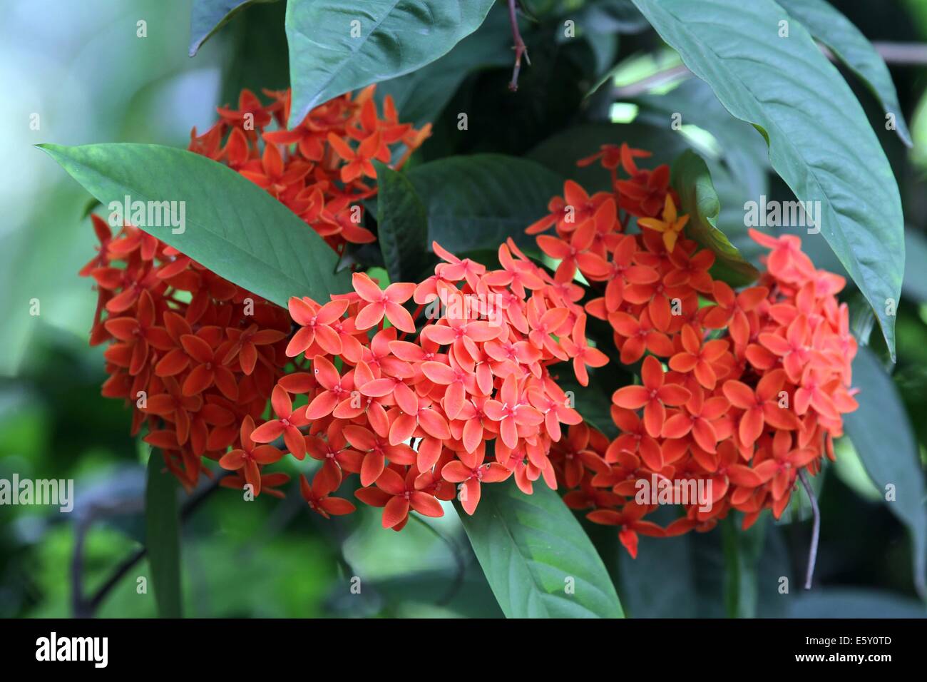 ixora flowers / Rangan flower of Southern Asia Stock Photo - Alamy