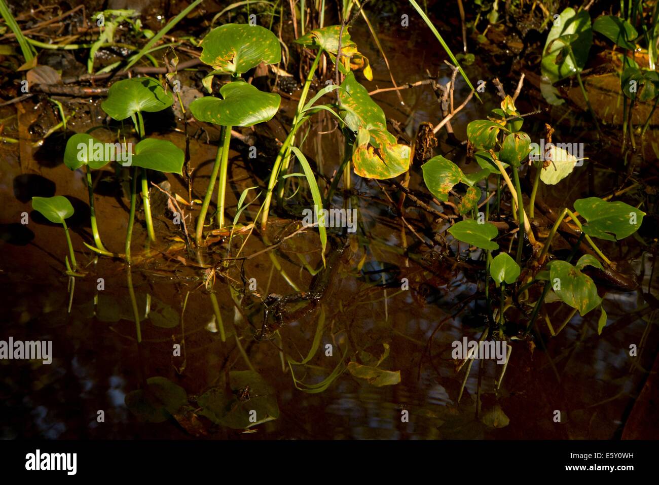 plant, water, swamp Stock Photo - Alamy