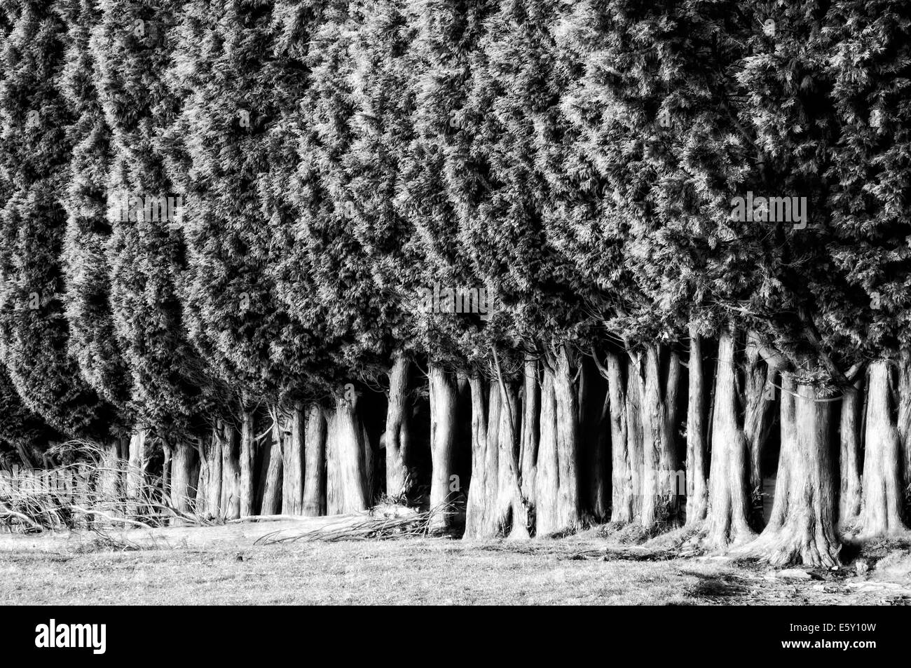 group of tree canopies on summer Stock Photo - Alamy