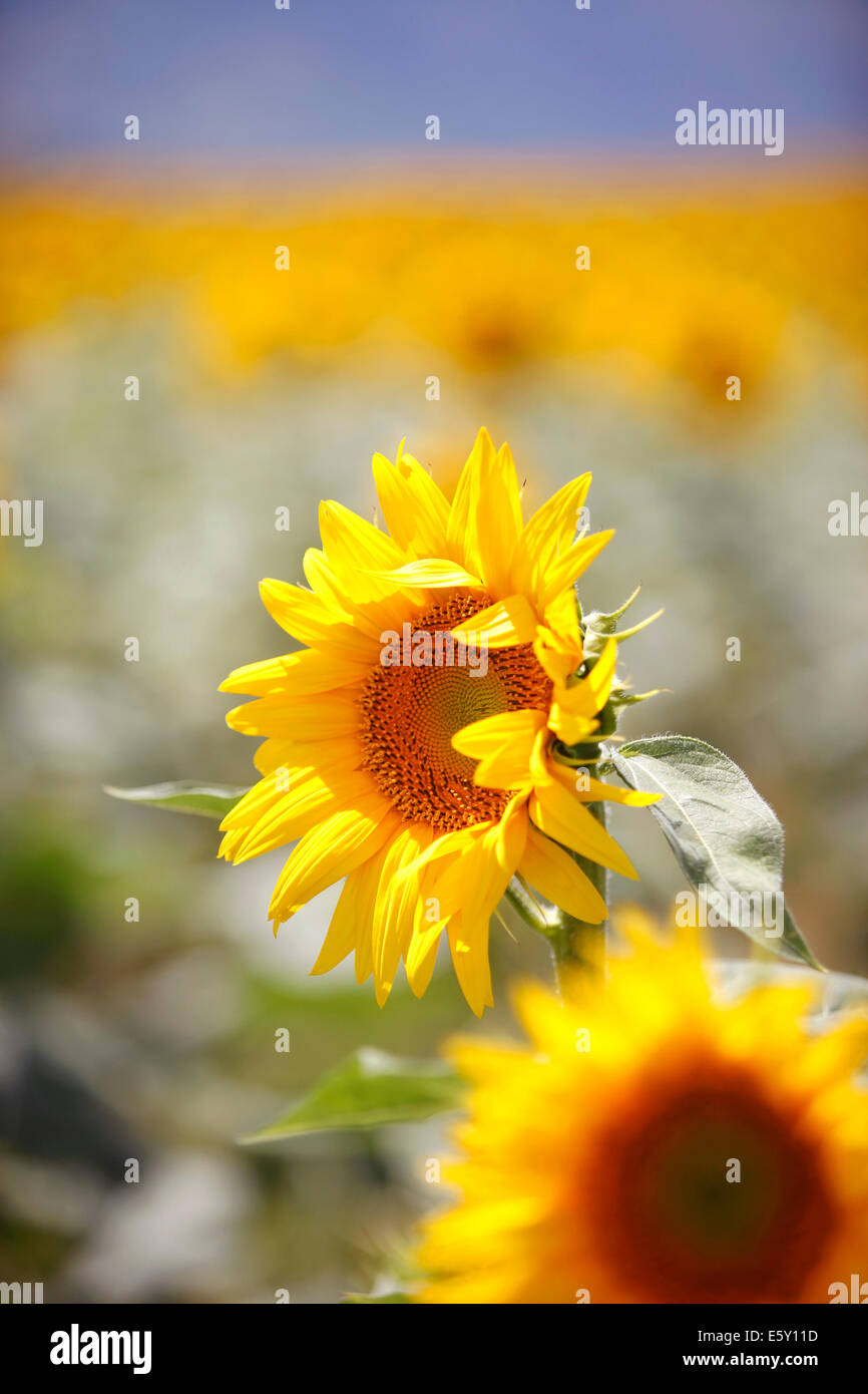 Upright picture of a field of sunflowers Stock Photo - Alamy