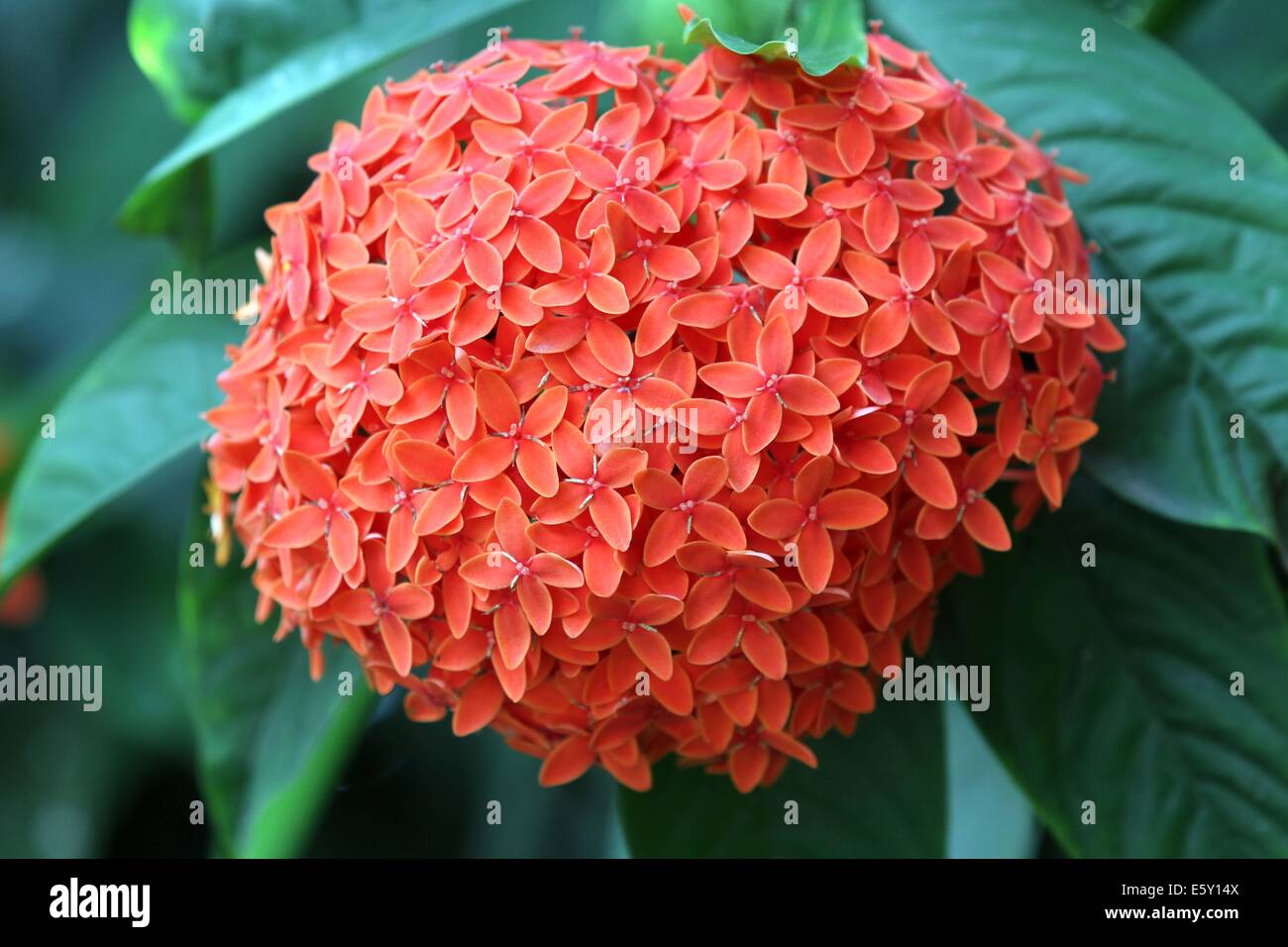 ixora flowers / Rangan flower of Southern Asia Stock Photo - Alamy