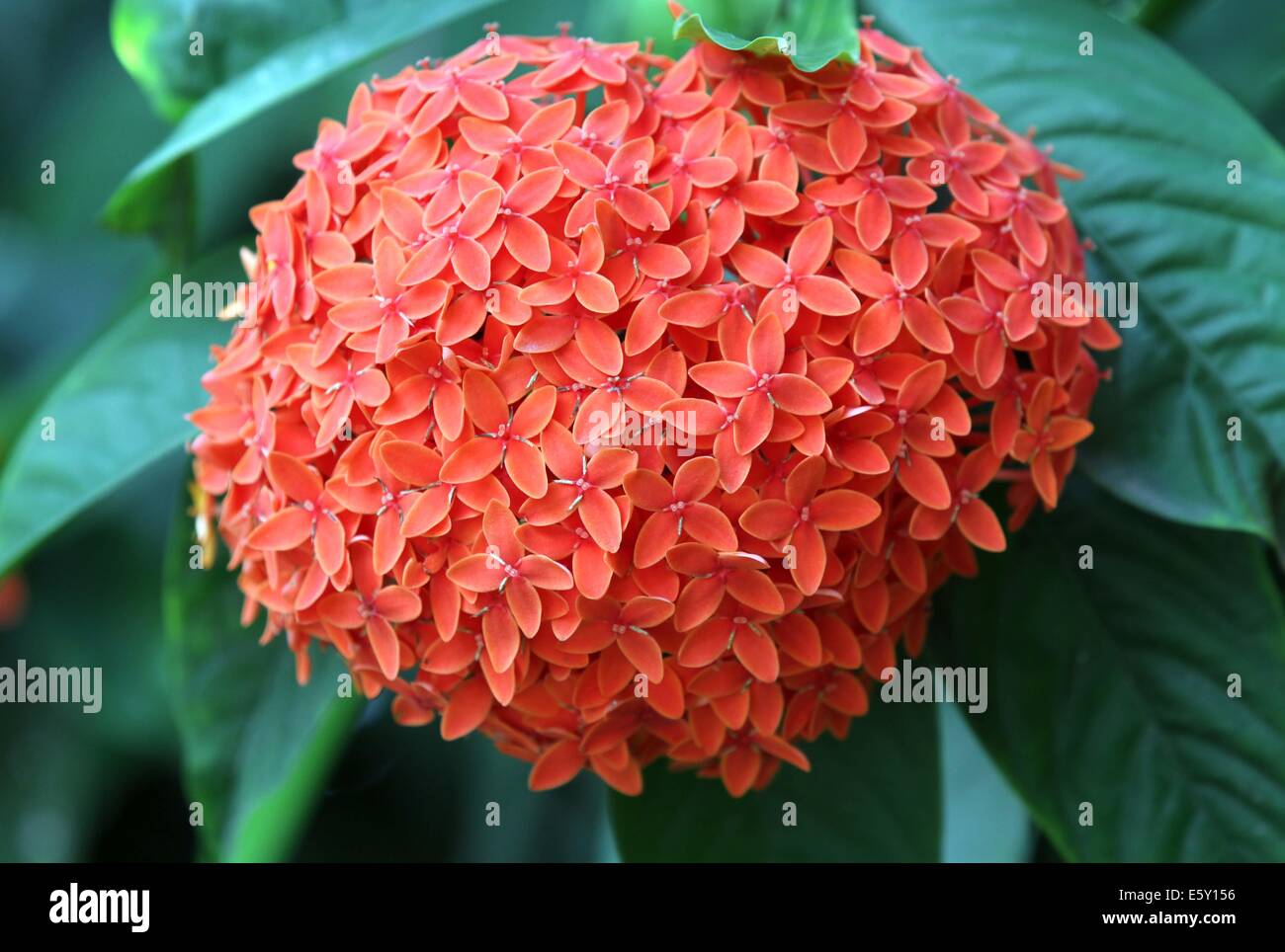 ixora flowers / Rangan flower of Southern Asia Stock Photo - Alamy