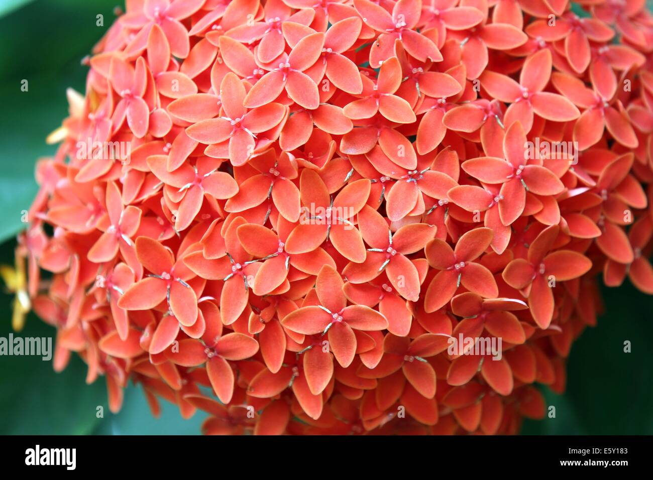ixora flowers / Rangan flower of Southern Asia Stock Photo - Alamy