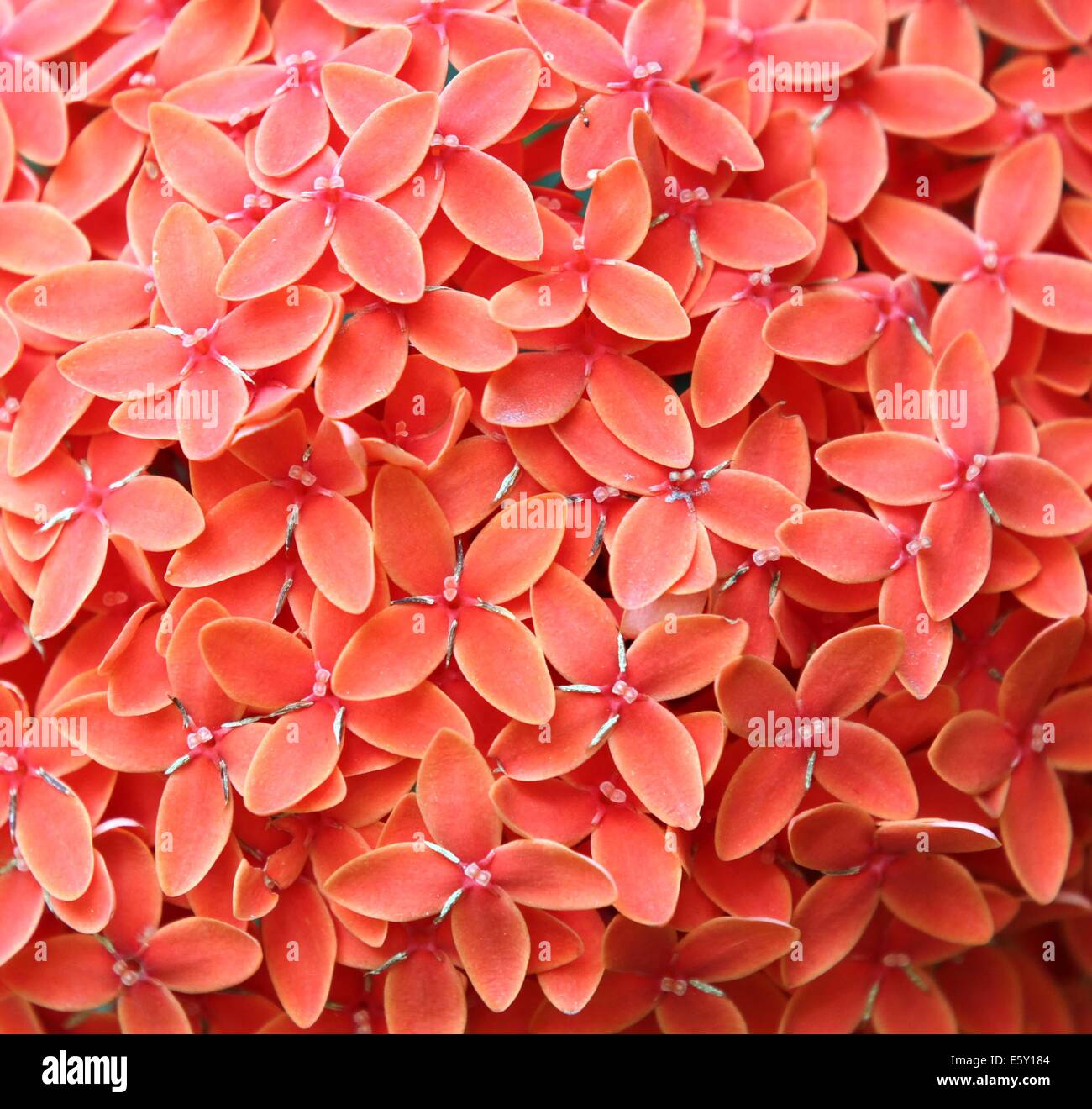 ixora flowers / Rangan flower of Southern Asia Stock Photo - Alamy