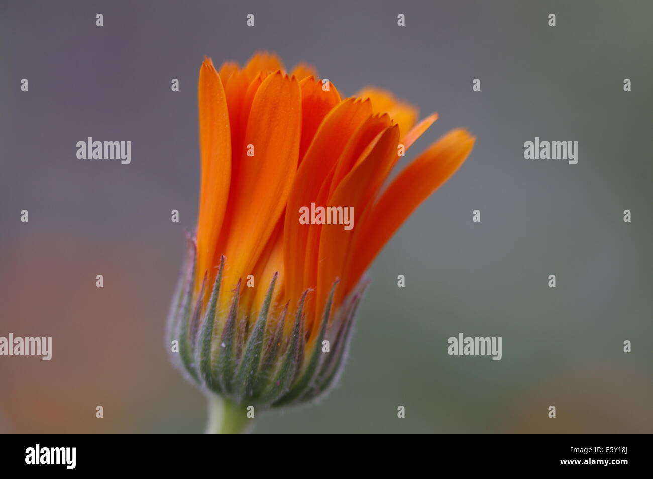 Mediterranean marigold hi-res stock photography and images - Alamy