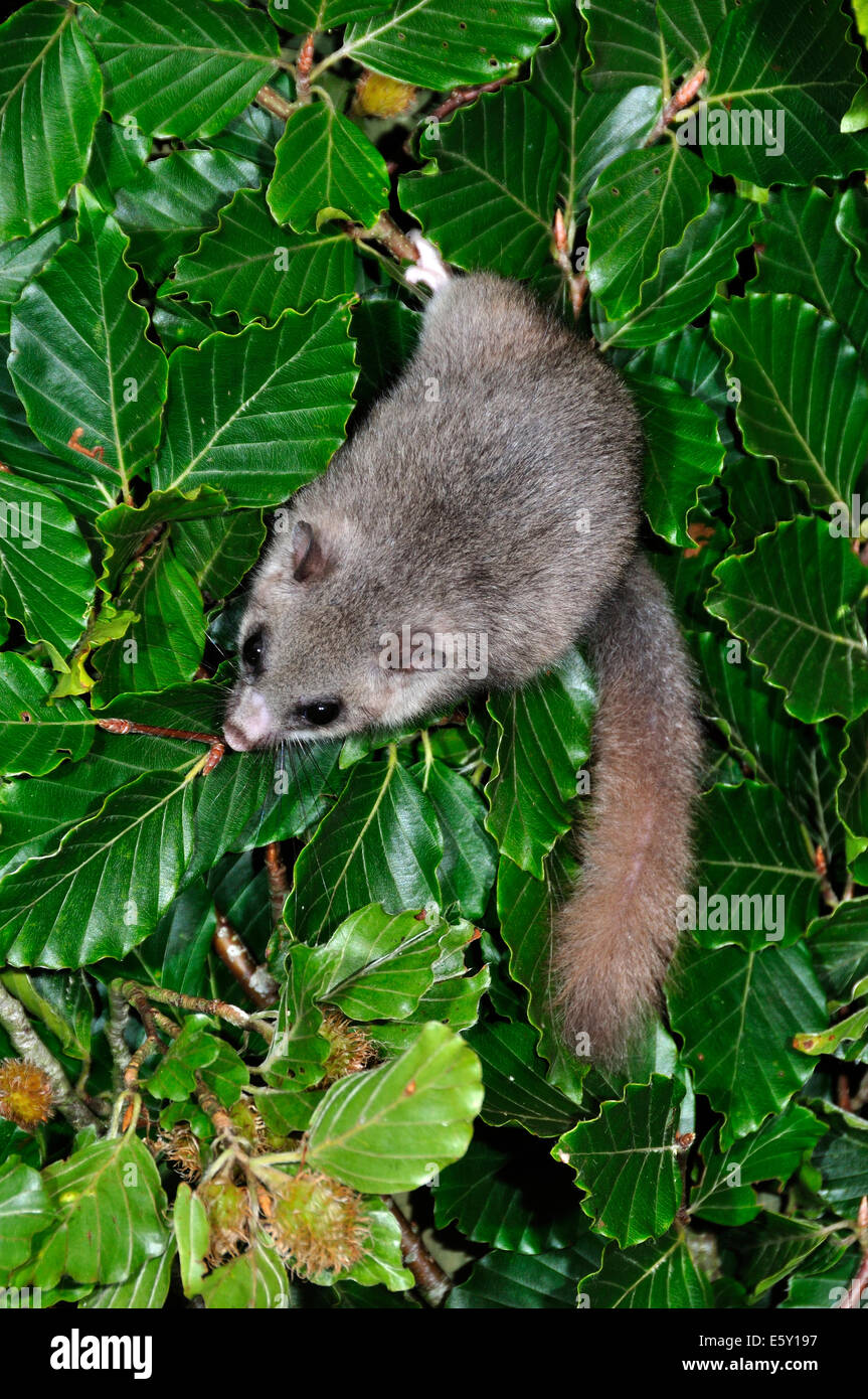 Dormouse photo hi-res stock photography and images - Alamy
