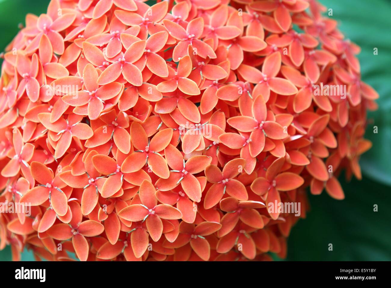ixora flowers / Rangan flower of Southern Asia Stock Photo - Alamy