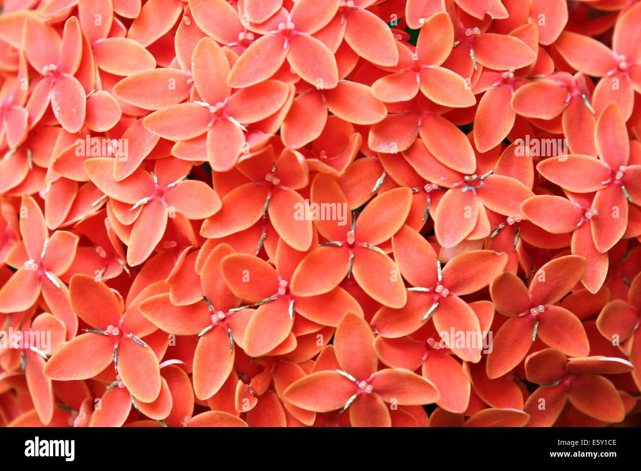 ixora flowers / Rangan flower of Southern Asia Stock Photo - Alamy
