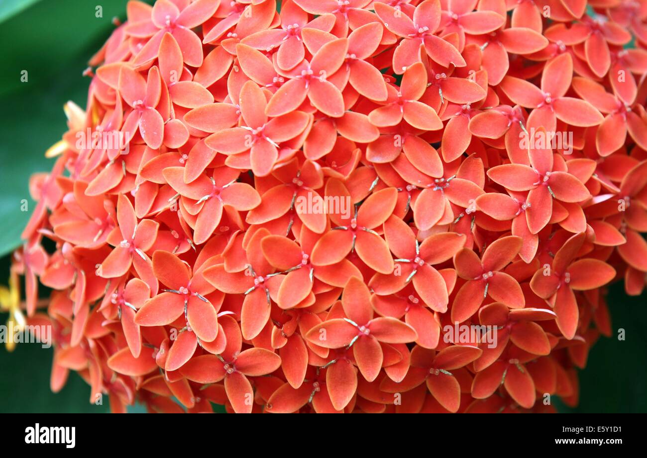 Rangan flower hi-res stock photography and images - Alamy