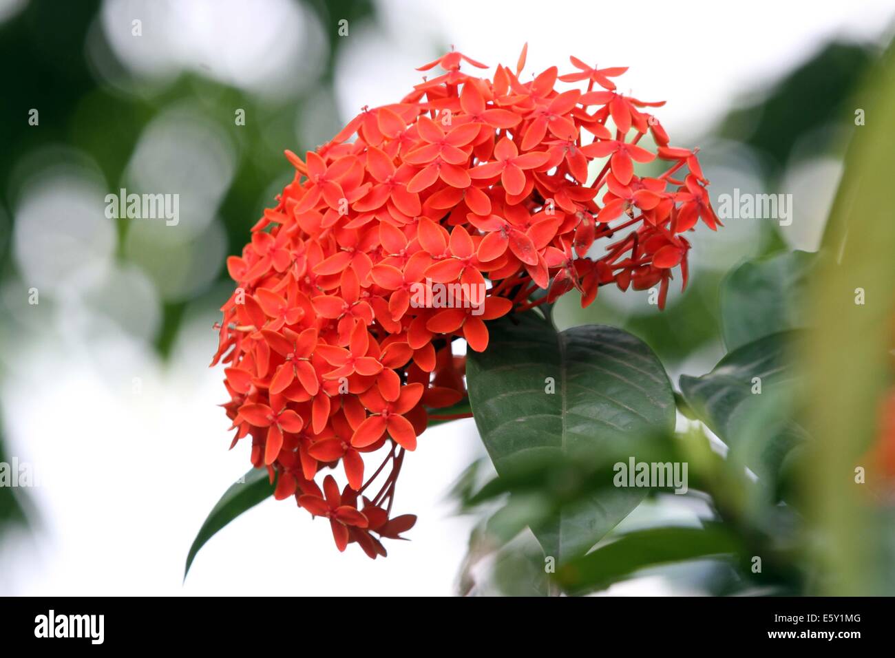 ixora flowers / Rangan flower of Southern Asia Stock Photo - Alamy